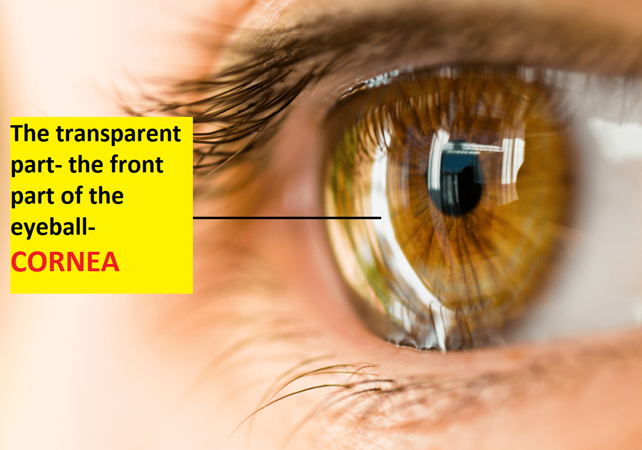 What is cornea??? – Dr. Srilekha Pallamparthy